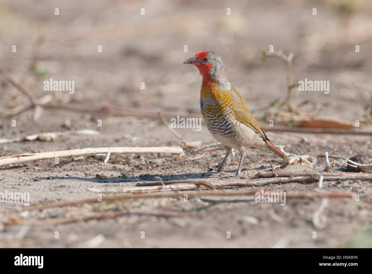 Green-winged Pytilia (Pytilia melba), Chobe National Park, Botswana ...