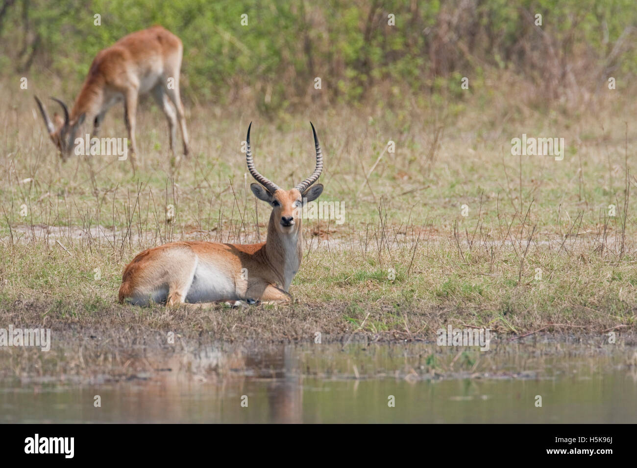 Lechwe (Kobus leche), Mudumu National Park, Namibia, Africa Stock Photo ...