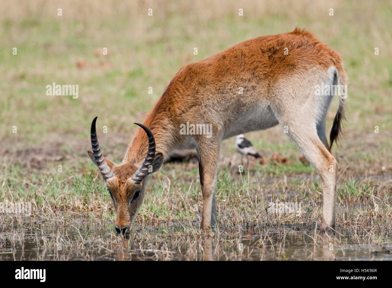 Lechwe (Kobus leche), Mudumu National Park, Namibia, Africa Stock Photo ...