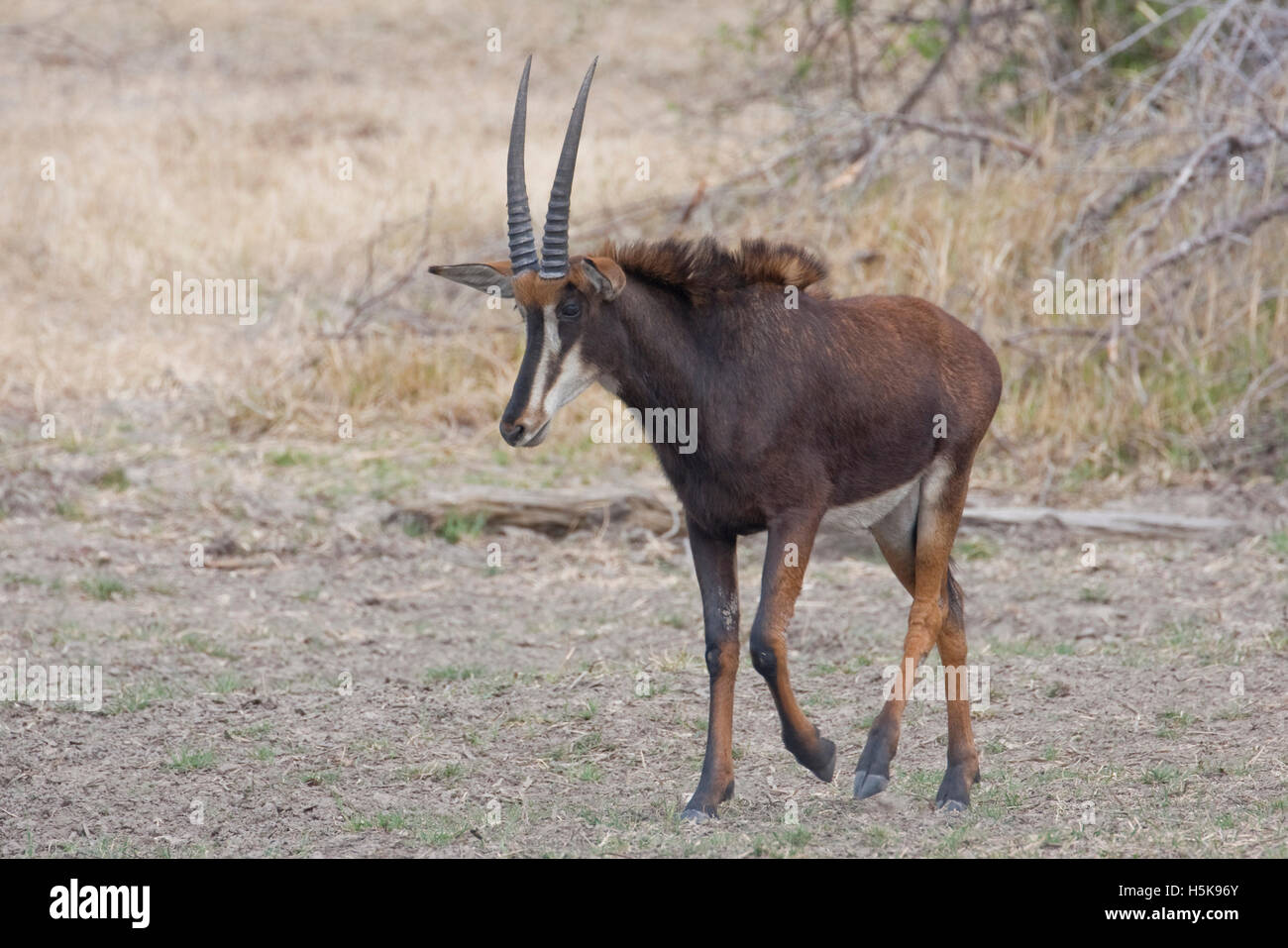 Sable Antelope (Hippotragus niger), Mudumu National Park, Namibia ...