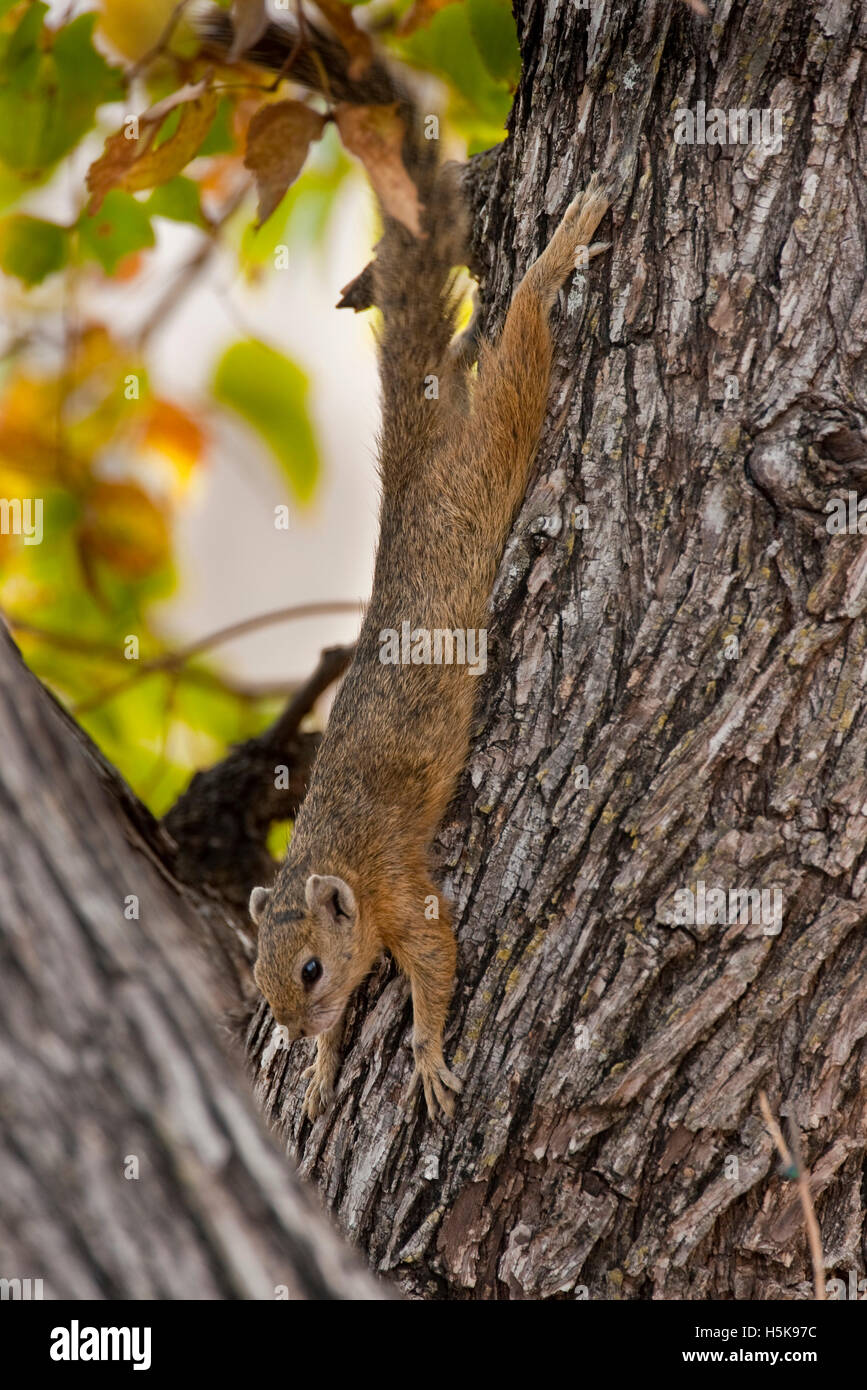 Smith's Bush Squirrel (Paraxerus cepapi), Hwange National Park ...