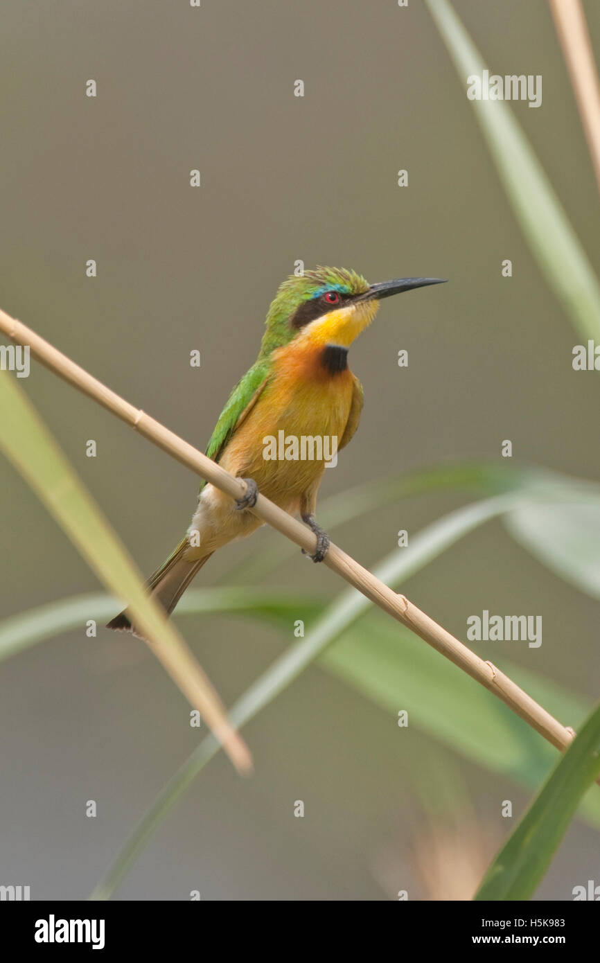 Africa namibia african bee eaters hi-res stock photography and images ...