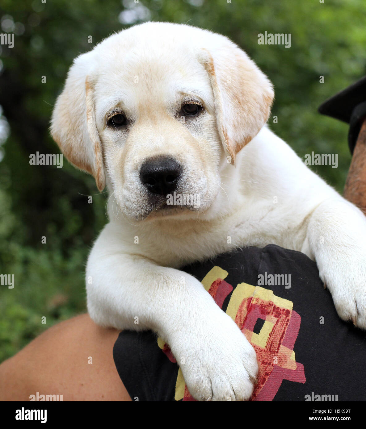 the little cute yellow labrador puppy a shoulder of a man Stock Photo ...