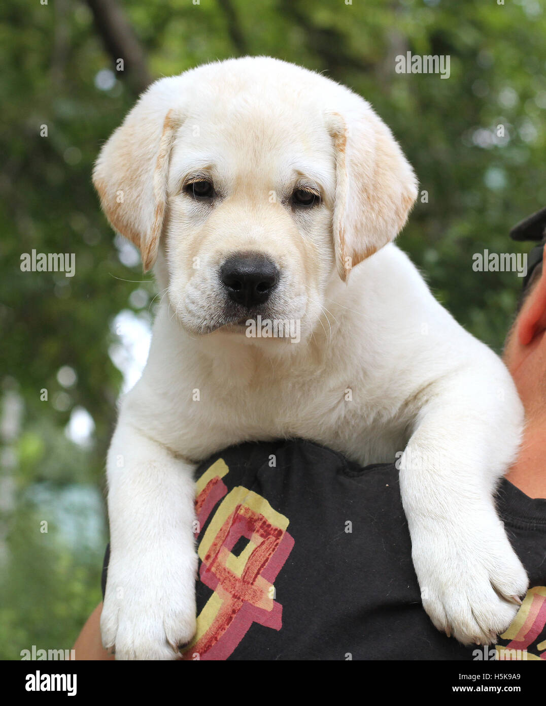 a little cute yellow labrador puppy a shoulder of a man Stock Photo - Alamy