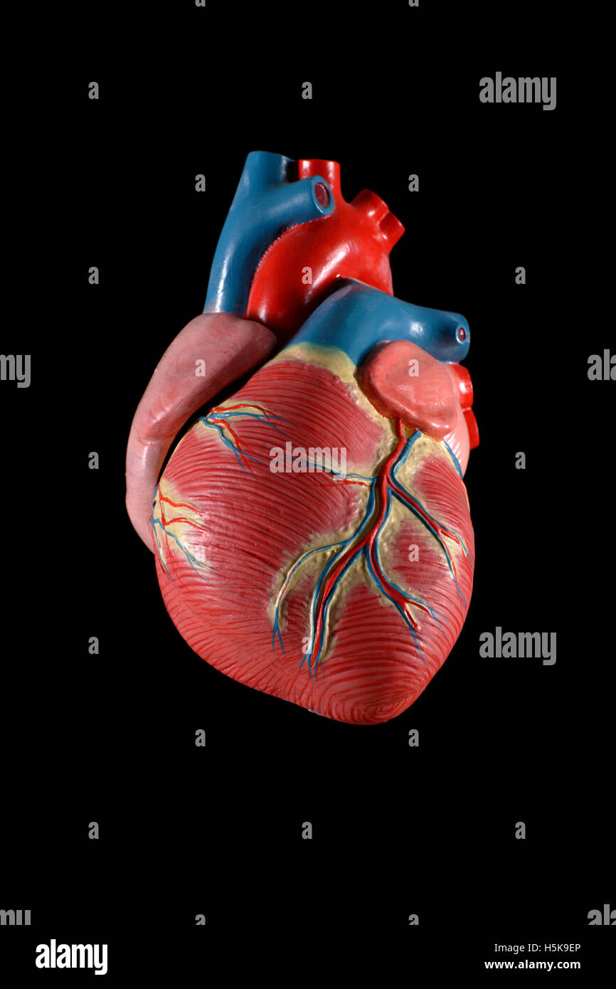 Anatomical model of the heart Stock Photo - Alamy