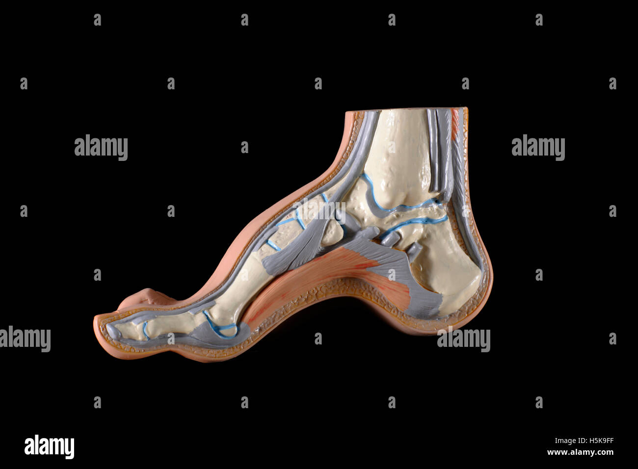 Anatomical model of a foot, representation of the skeleton Stock Photo ...