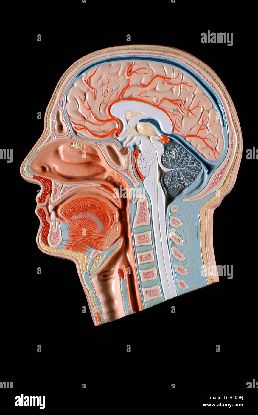 Cross section of the head lateral view hi-res stock photography and ...
