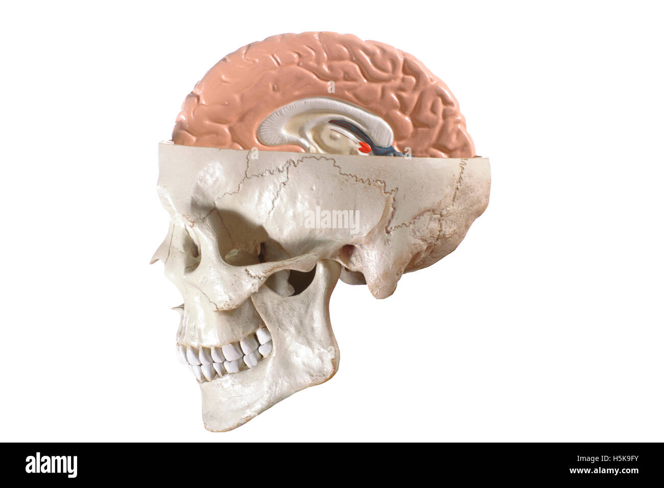 Shot cut face model Cut Out Stock Images & Pictures - Alamy