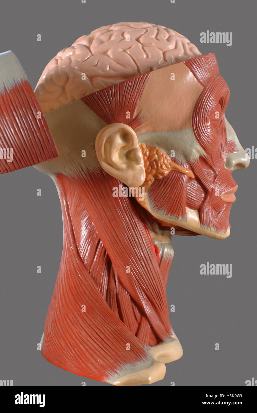 Anatomical Muscle Model High Resolution Stock Photography and Images ...