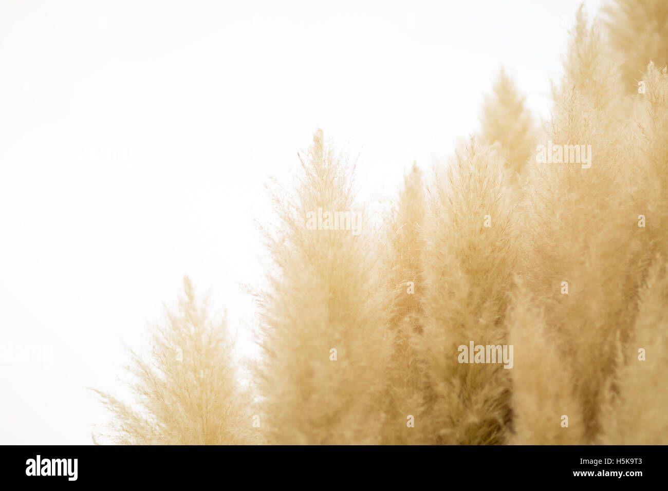 Pampas grass flower on isolated background Stock Photo - Alamy