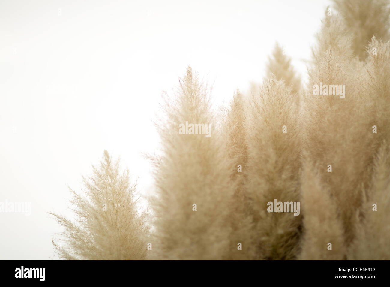 Pampas grass flower on isolated background Stock Photo - Alamy