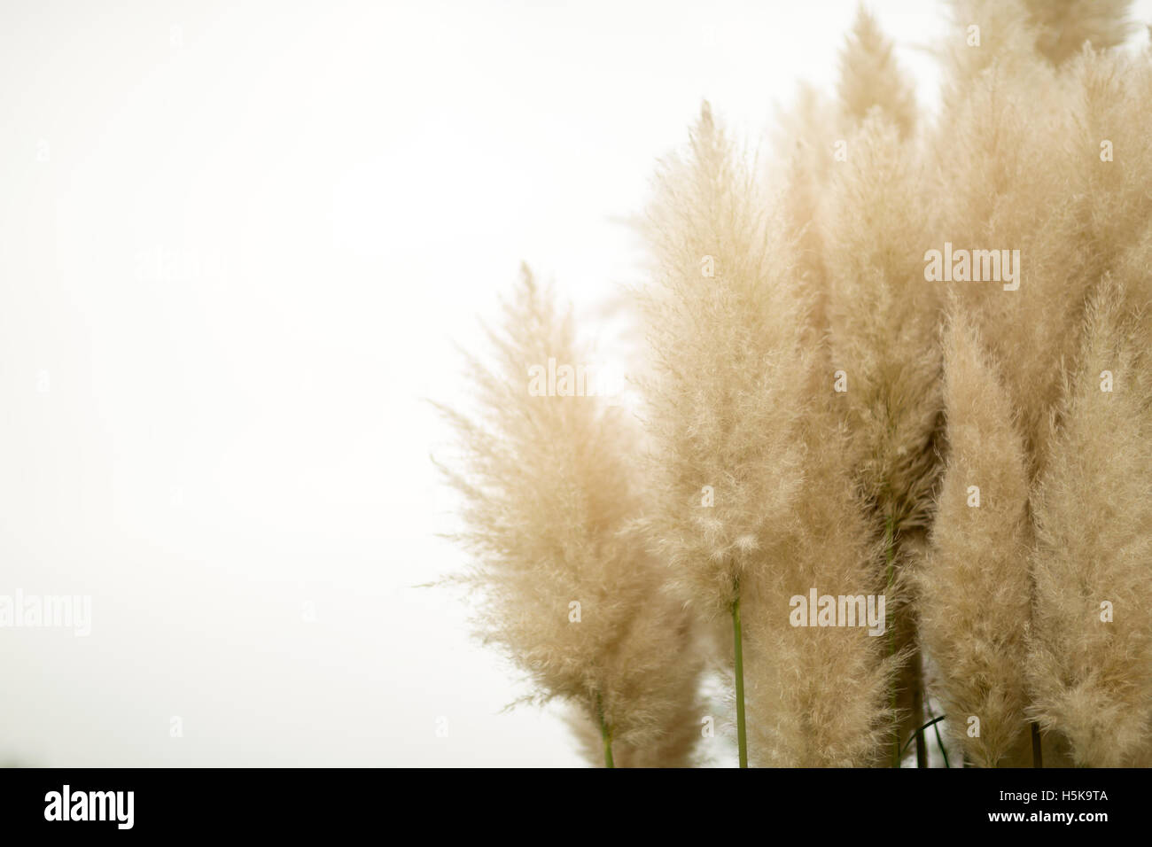 Pampas grass flower on isolated background Stock Photo - Alamy