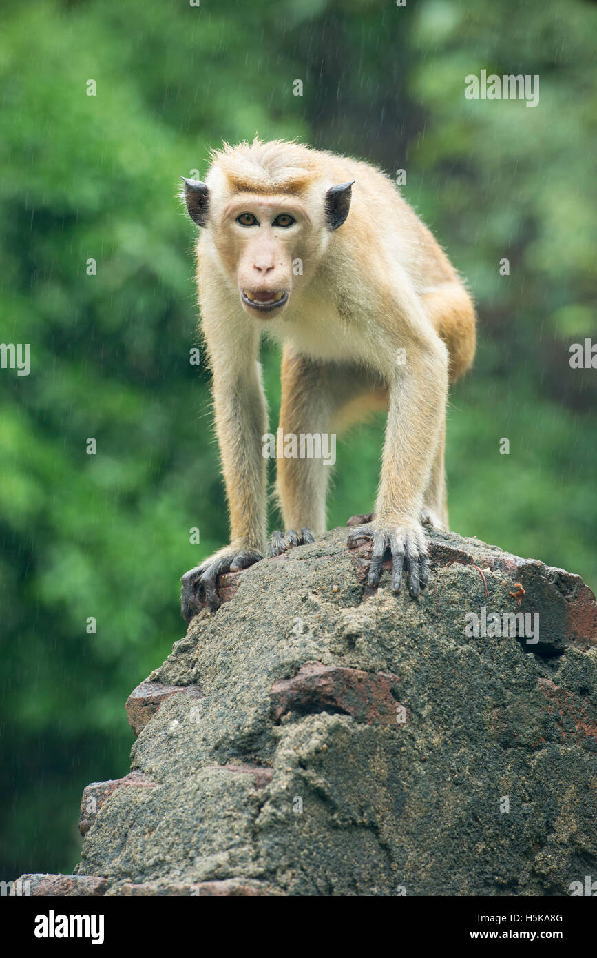 Toque macaque, Macaca sinica sinica, Dimbulagala Buddhist Monastery ...