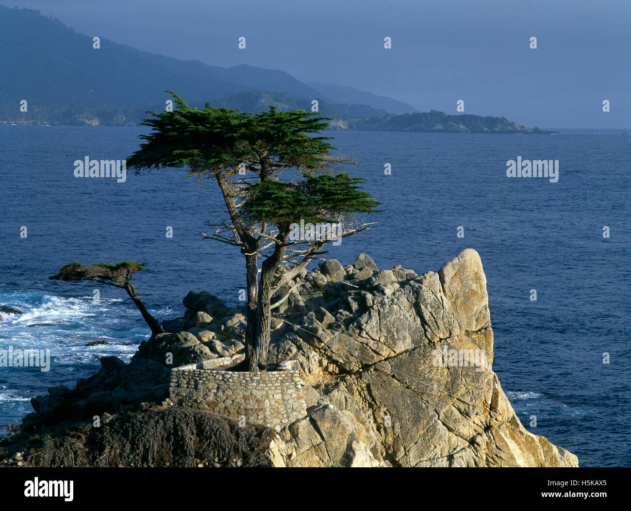 Monterey cyprus tree hi-res stock photography and images - Alamy