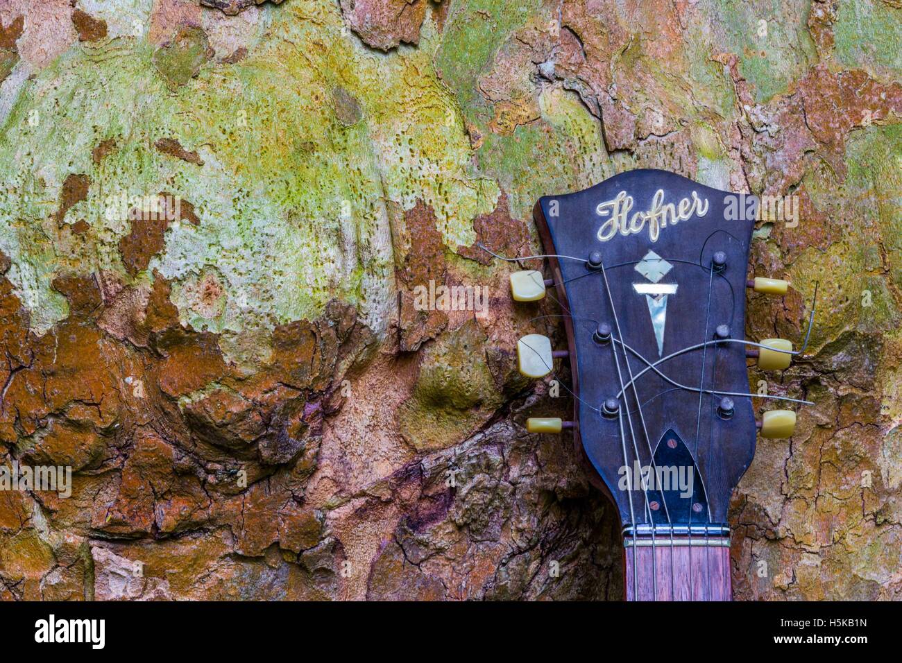 A red and yellow Hofner acoustic guitar leaning against a tree trunk in ...