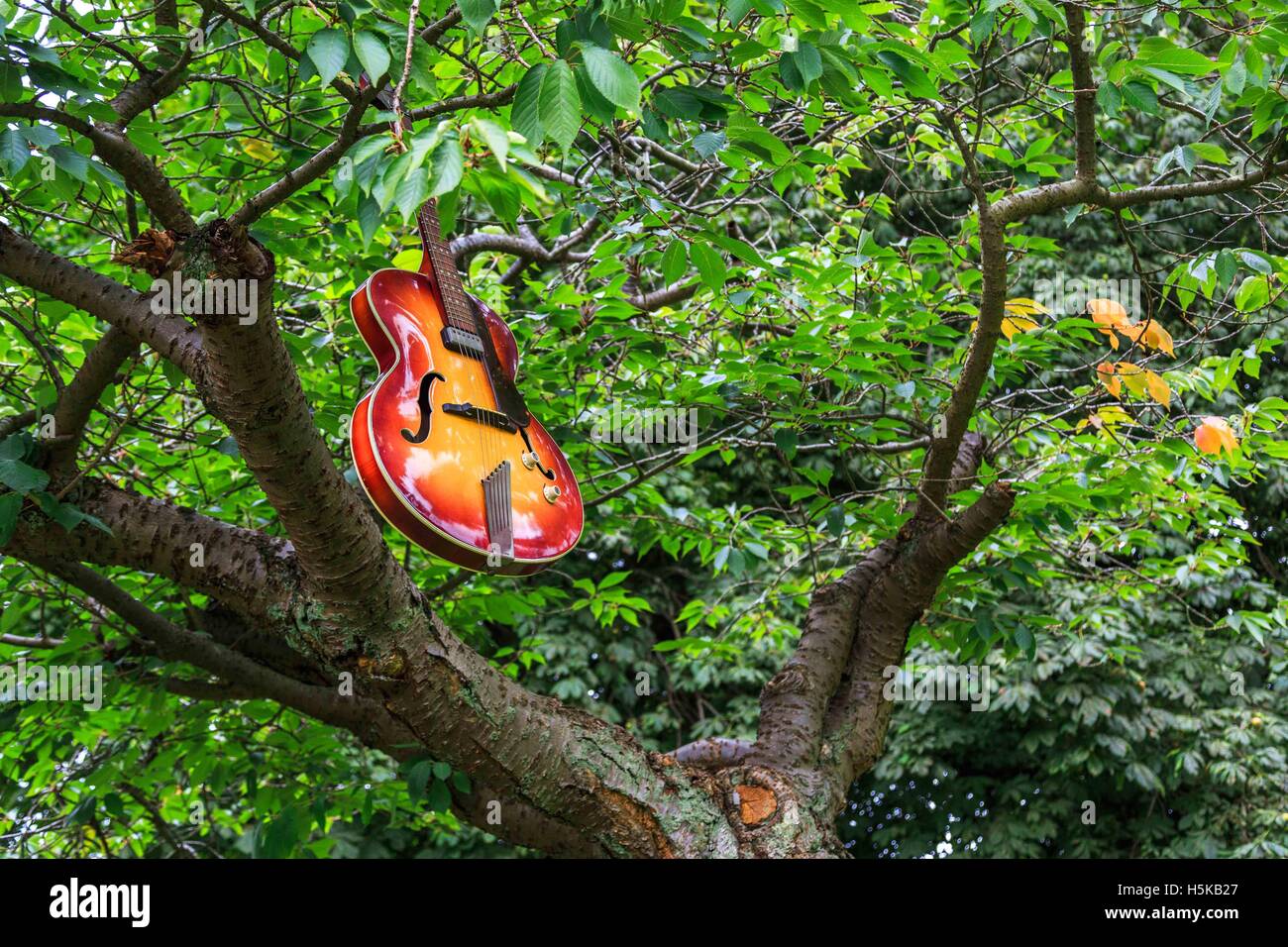 A red and yellow Hofner acoustic guitar hanging from tree branches in a ...