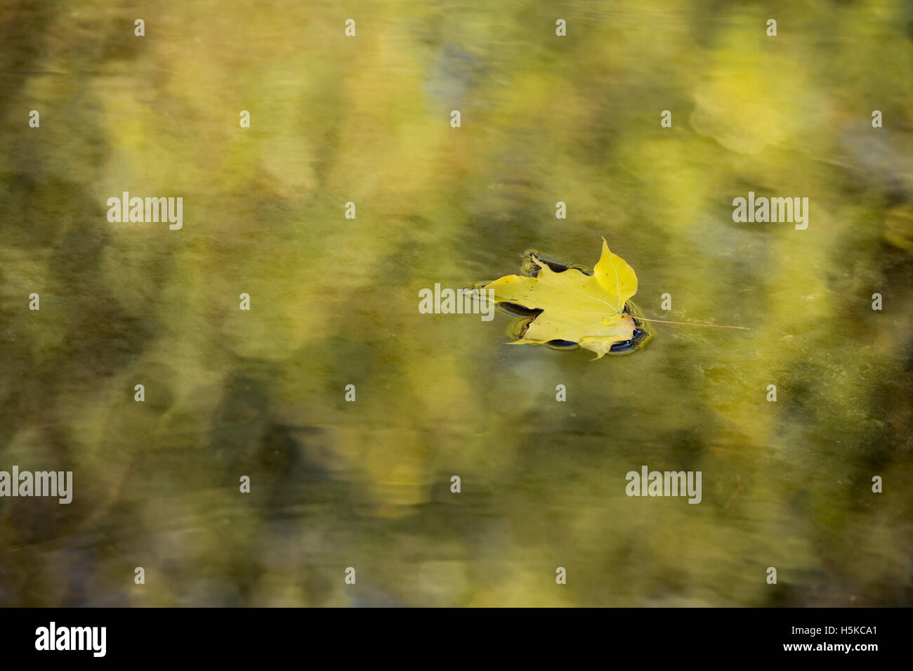 One fallen leaf hi-res stock photography and images - Alamy