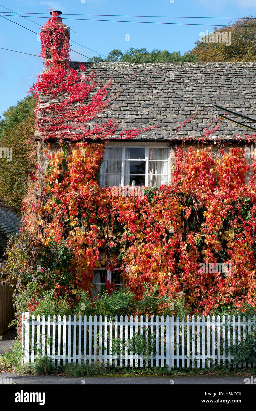 Parthenocissus quinquefolia. Virginia Creeper / American ivy covering a ...