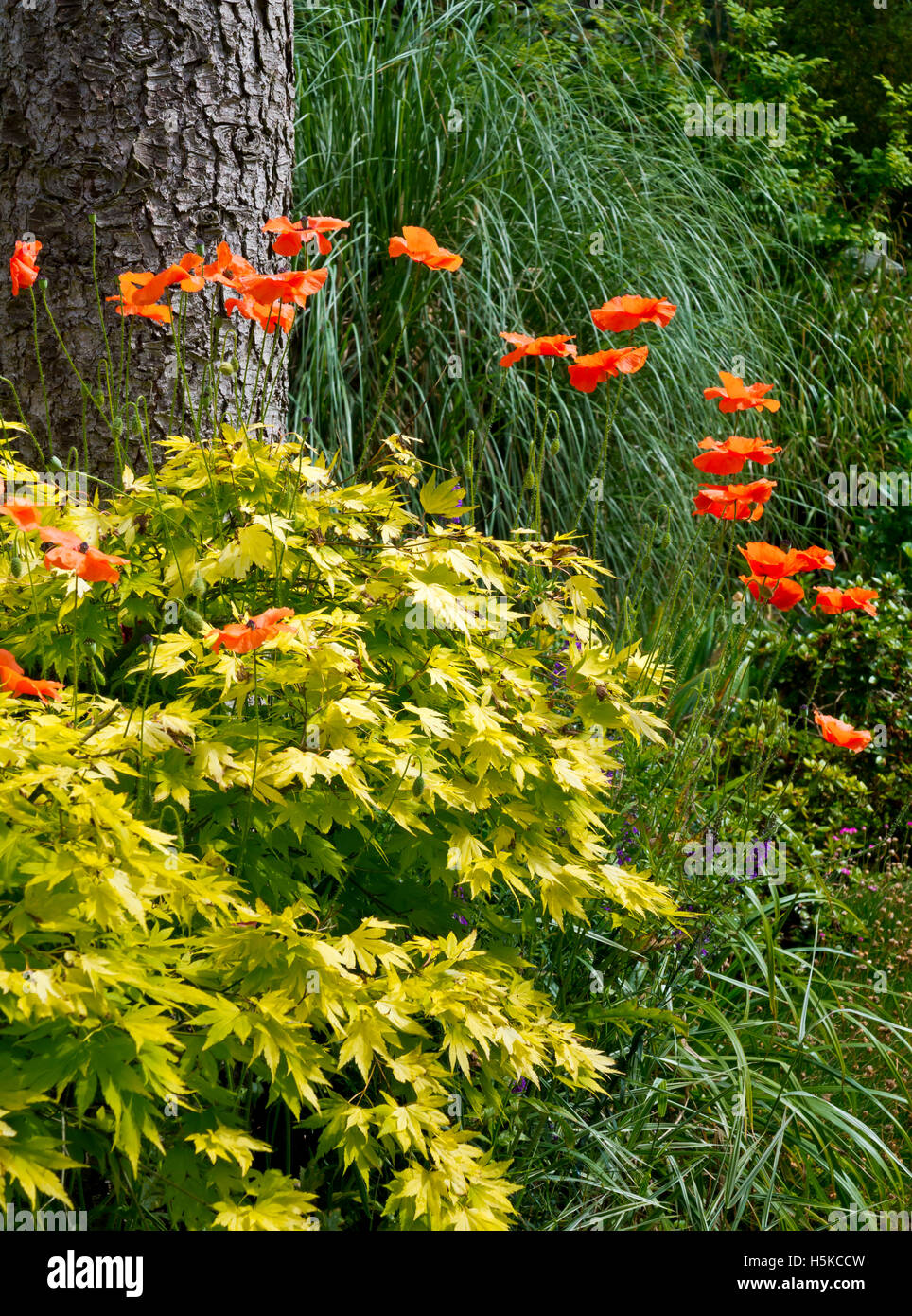Japanese Poppy High Resolution Stock Photography and Images - Alamy
