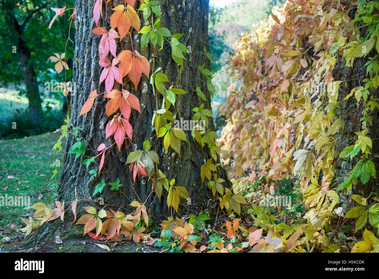 Virginia creeper climbing tree hi-res stock photography and images - Alamy
