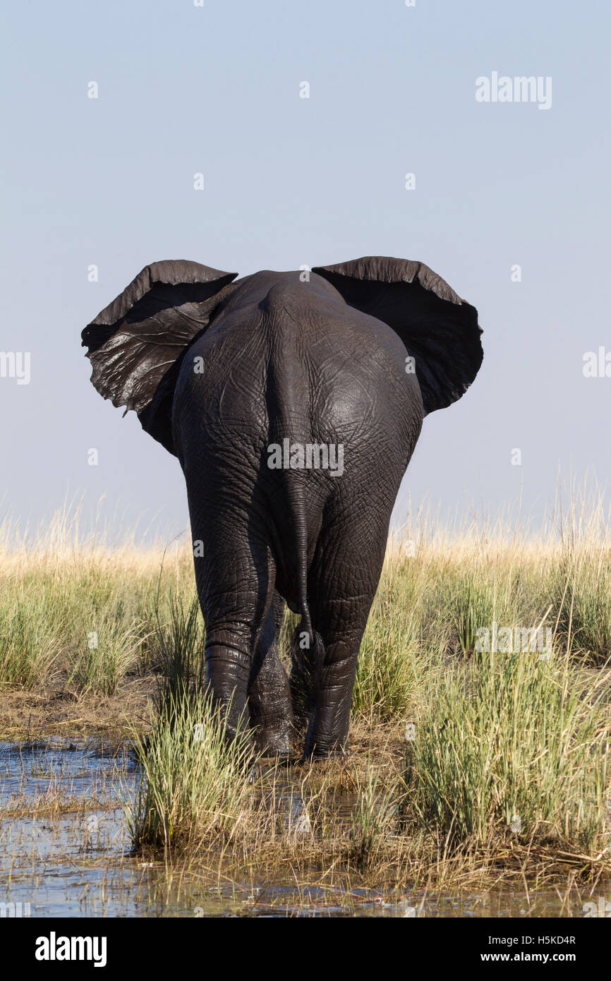 African elephant from ground level hi-res stock photography and images ...