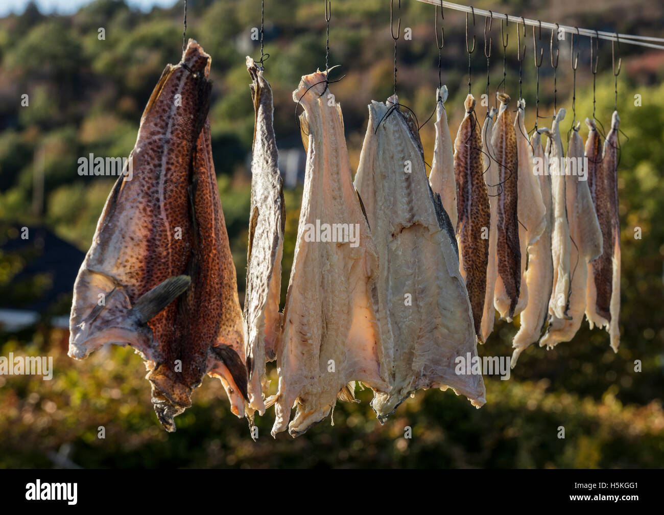 Codfish drying on a washing line in Newfoundland Canada before being ...