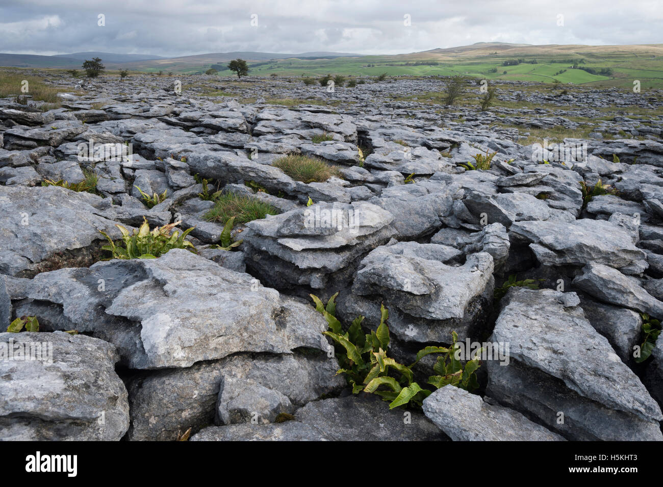 Limestone pavement, Sulber, Ingleborough Nature Reserve, near Horton in ...
