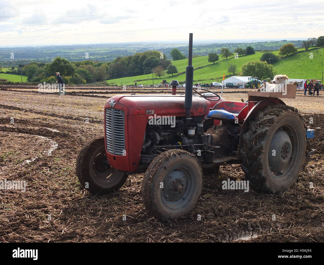 Dog apparently driving a tractor with rolling countryside backdrop ...