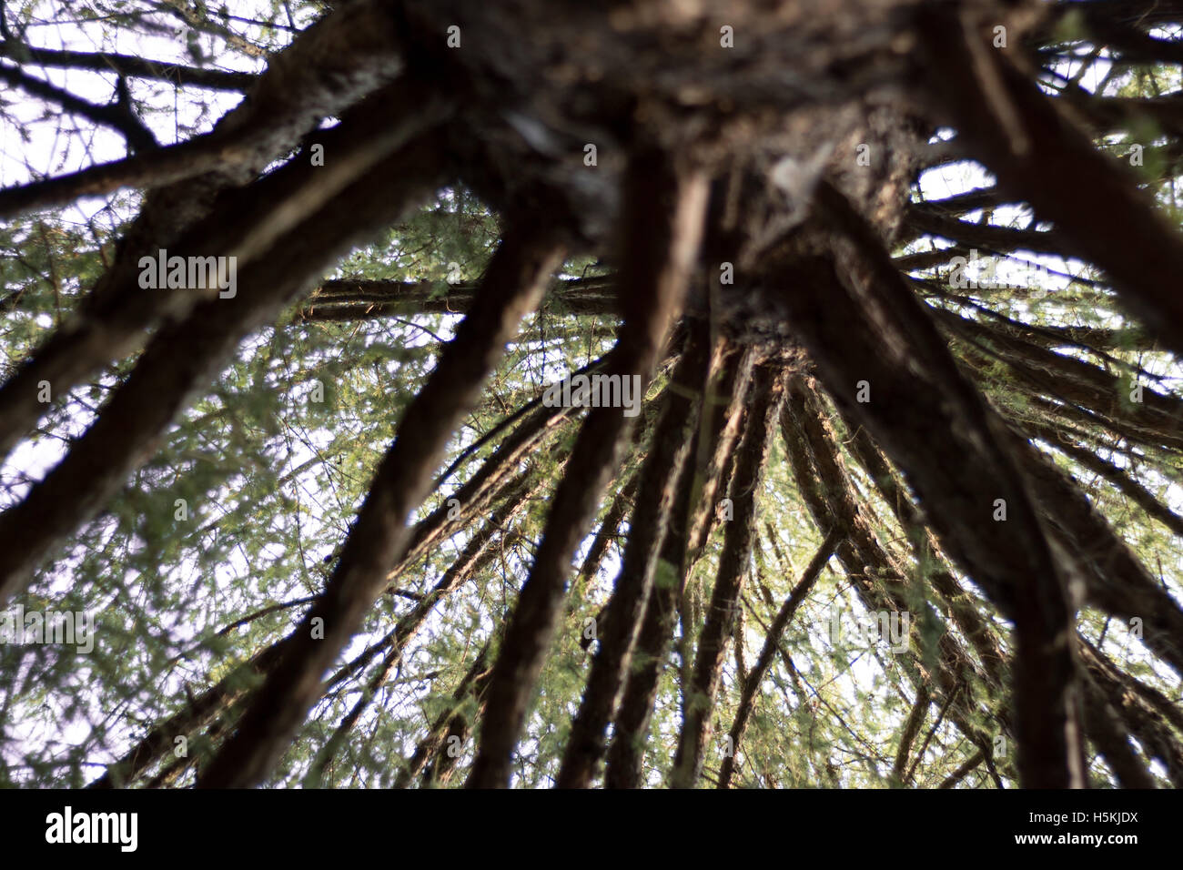 A big Tree in the Forest Stock Photo - Alamy