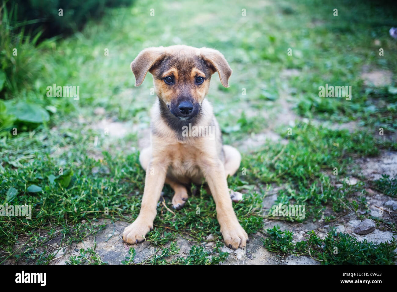 A small dog. Puppy sitting in the green grass Stock Photo - Alamy