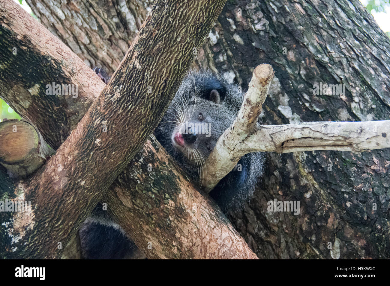 Binturong bear cat hi-res stock photography and images - Alamy