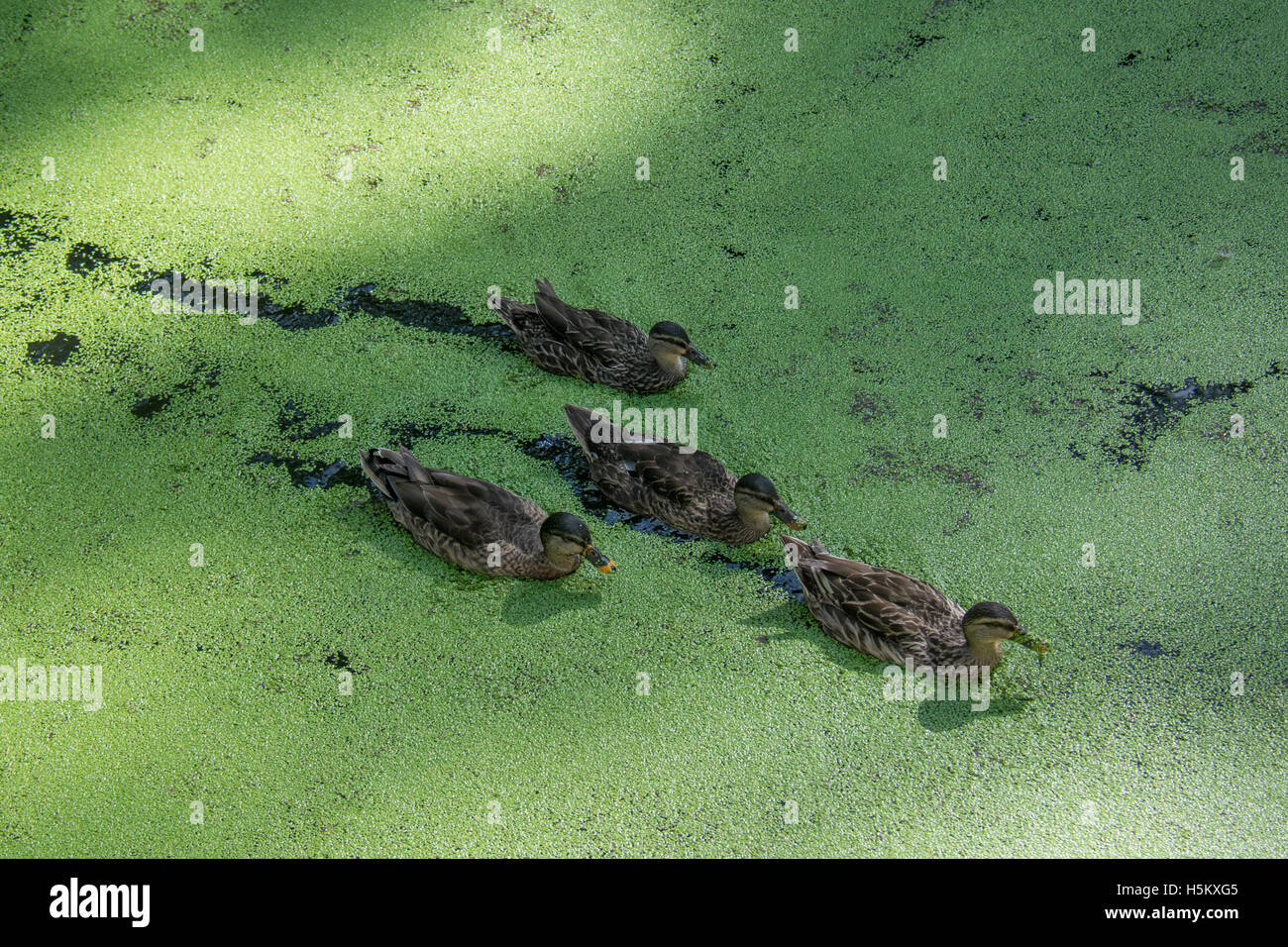 Ducks in the pond Stock Photo - Alamy