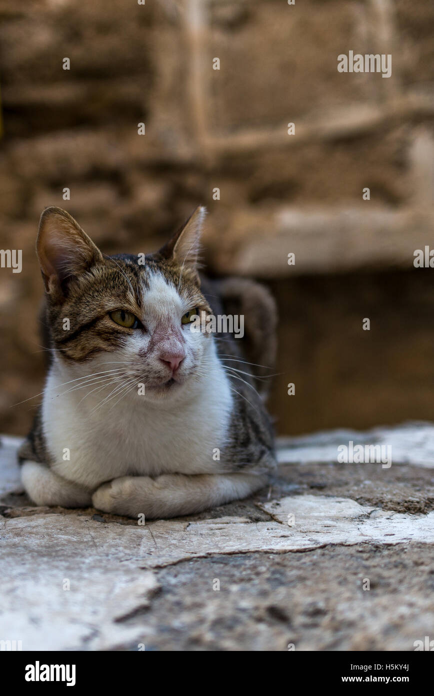 Animal of israel hi-res stock photography and images - Alamy