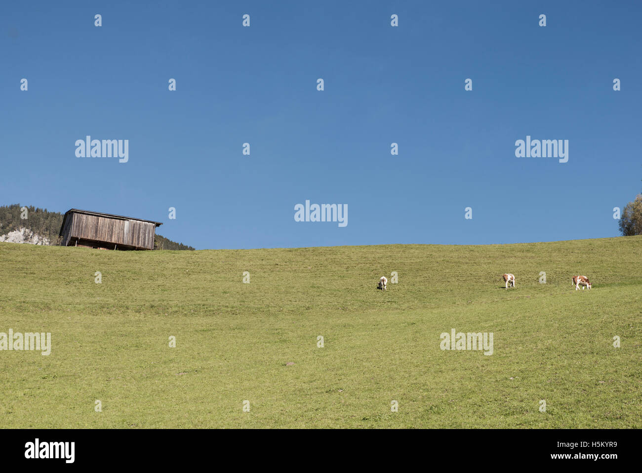 farming in the alps Stock Photo - Alamy