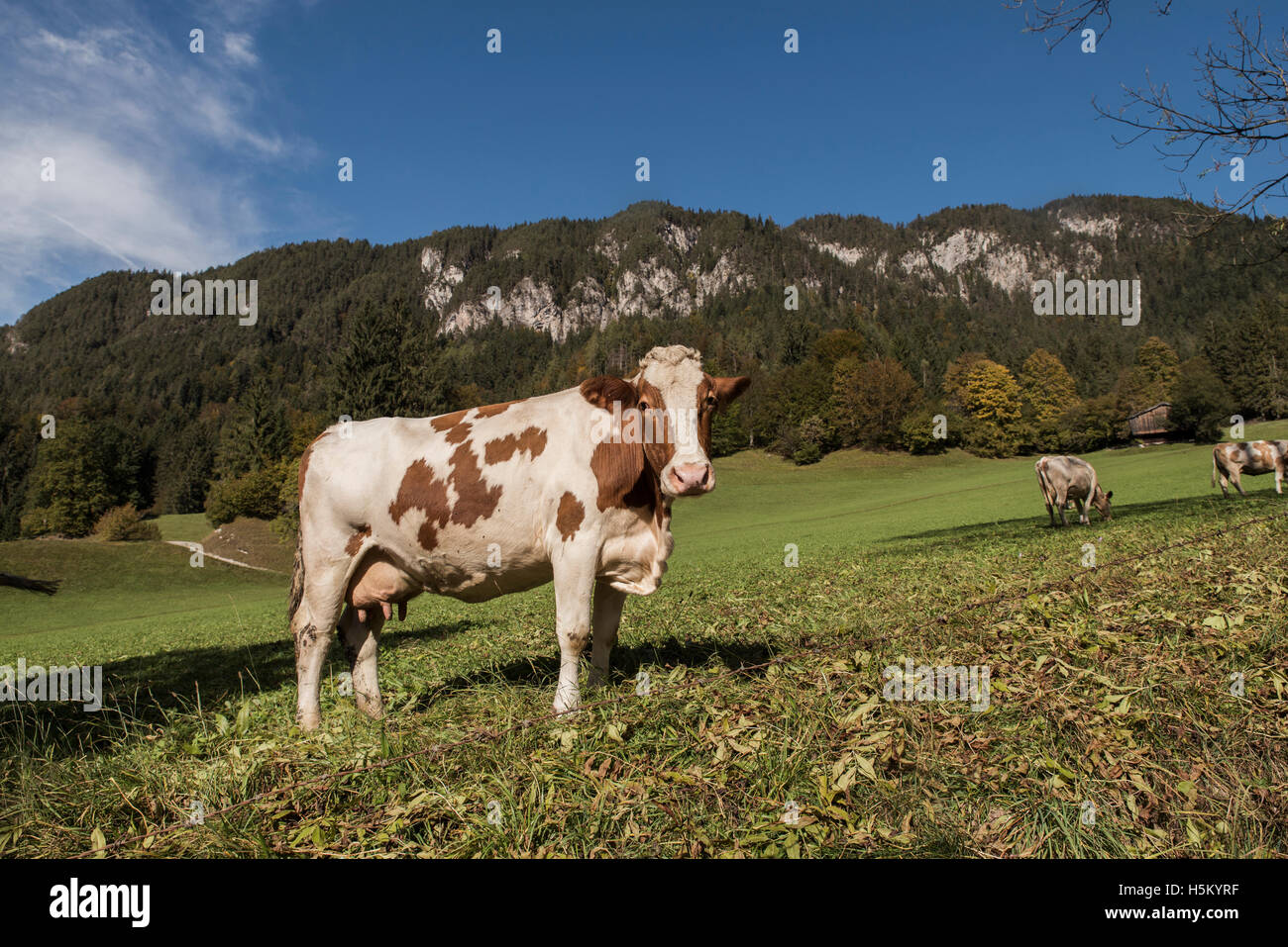 farming in the alps Stock Photo - Alamy