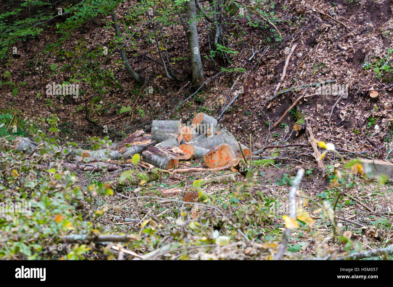 Cut trees in National park Stock Photo - Alamy