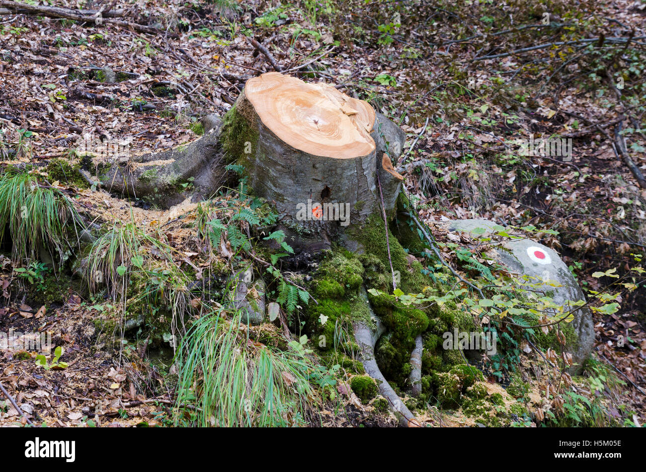 Deciduous tree cut in a controlled logging. Lumber industry Stock Photo ...