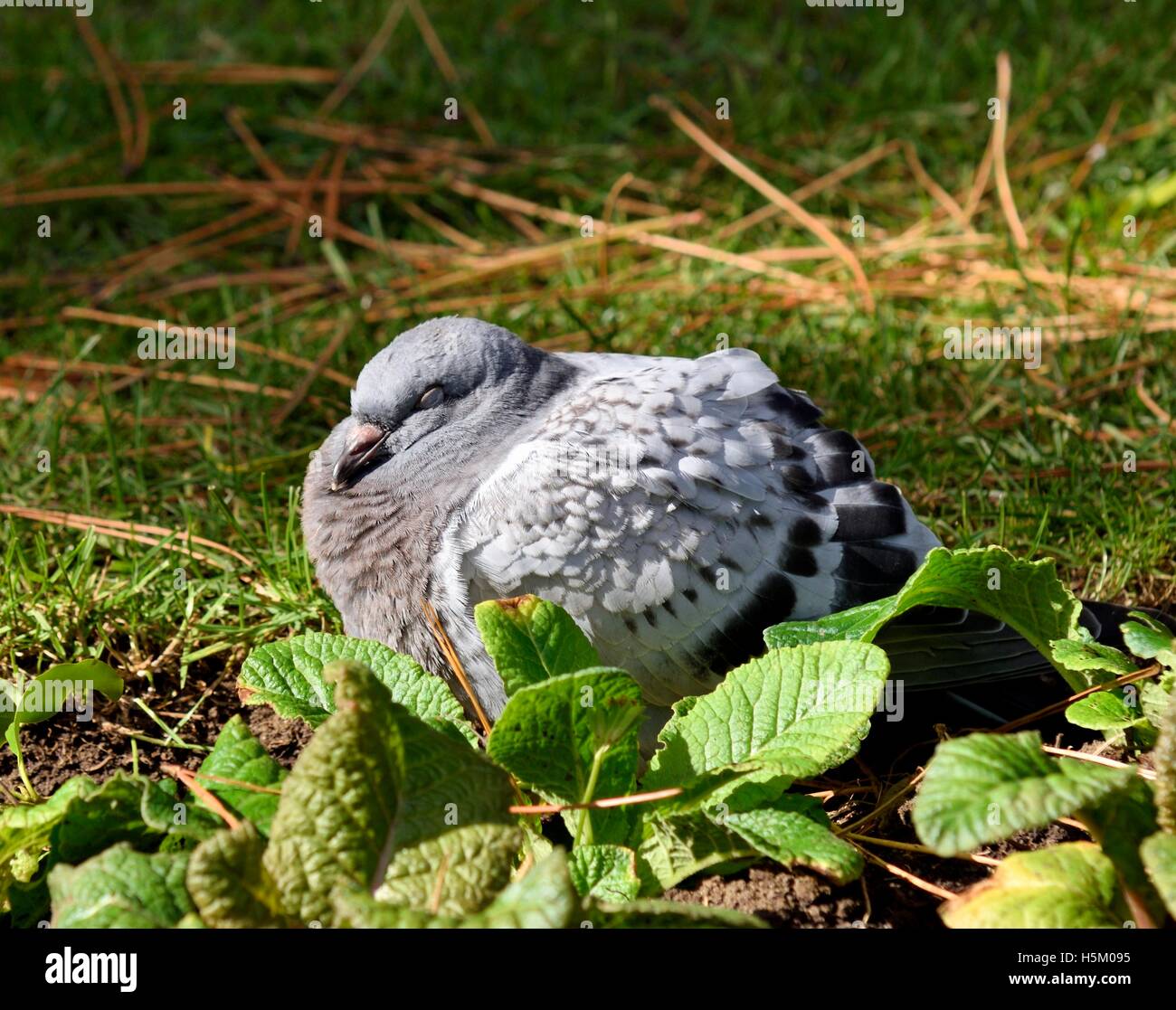 A pigeon sleeping on the ground England UK Stock Photo - Alamy