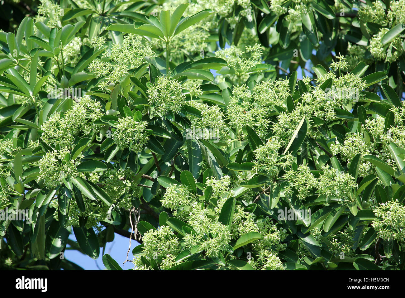 Green Flower of Blackboard Tree or Devil Tree Stock Photo - Alamy