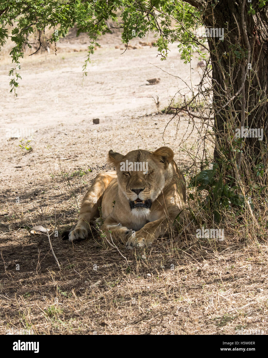 A lioness resting in the shade of a tree in the Serengeti National Park ...