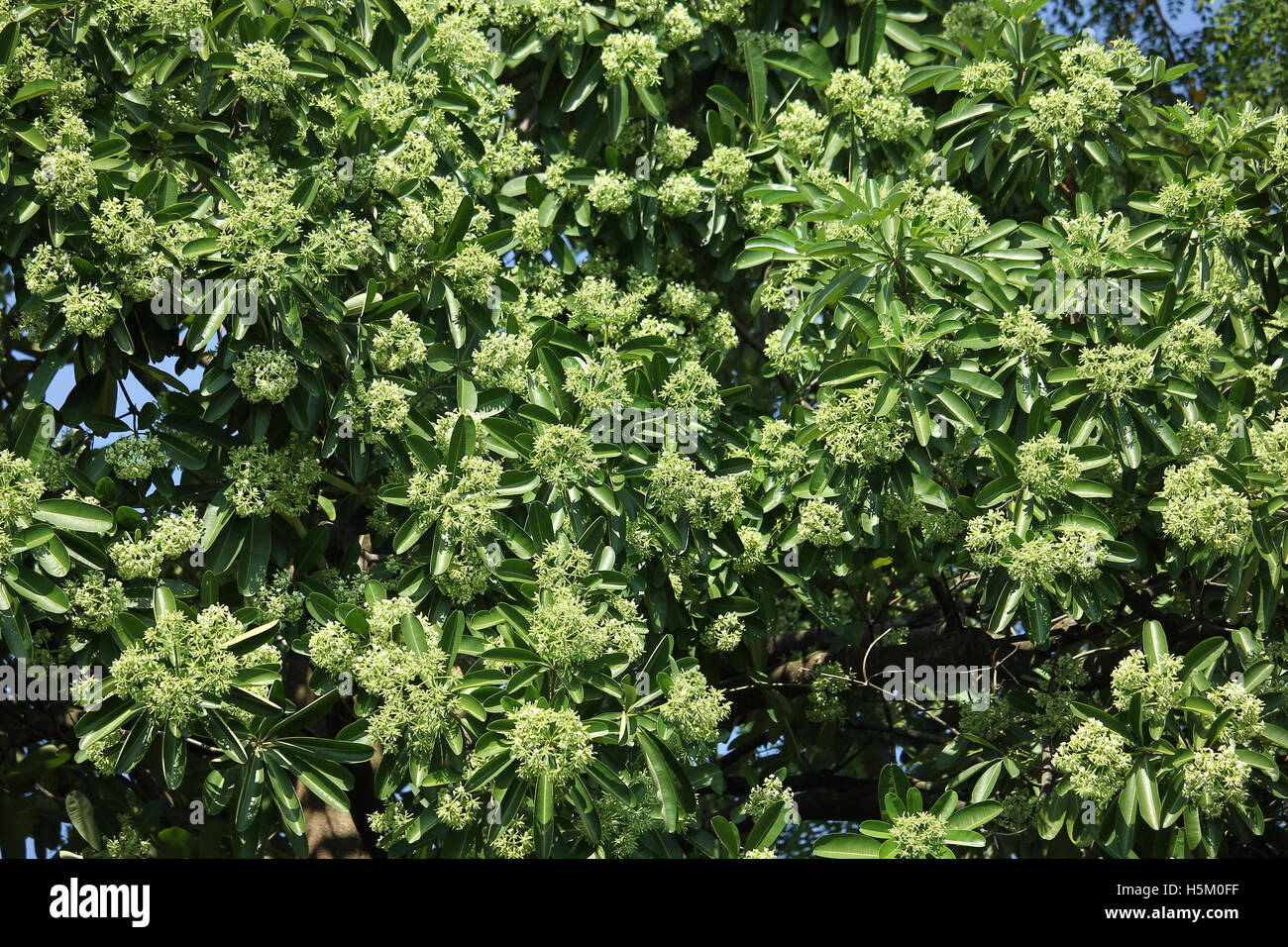 Green Flower of Blackboard Tree or Devil Tree Stock Photo - Alamy
