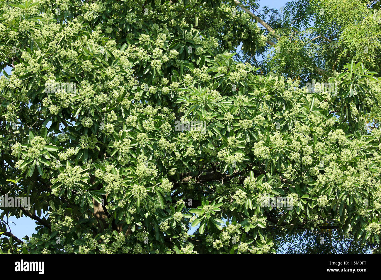 Devil tree hi-res stock photography and images - Alamy