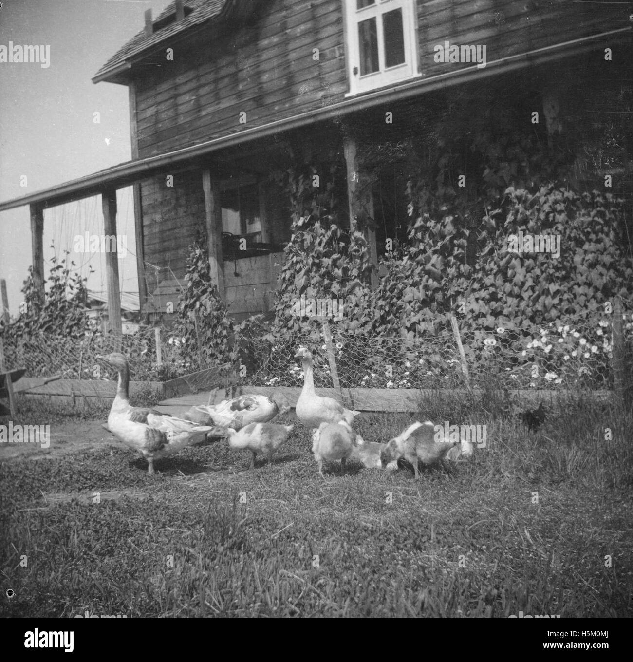 Photo of geese hi-res stock photography and images - Alamy
