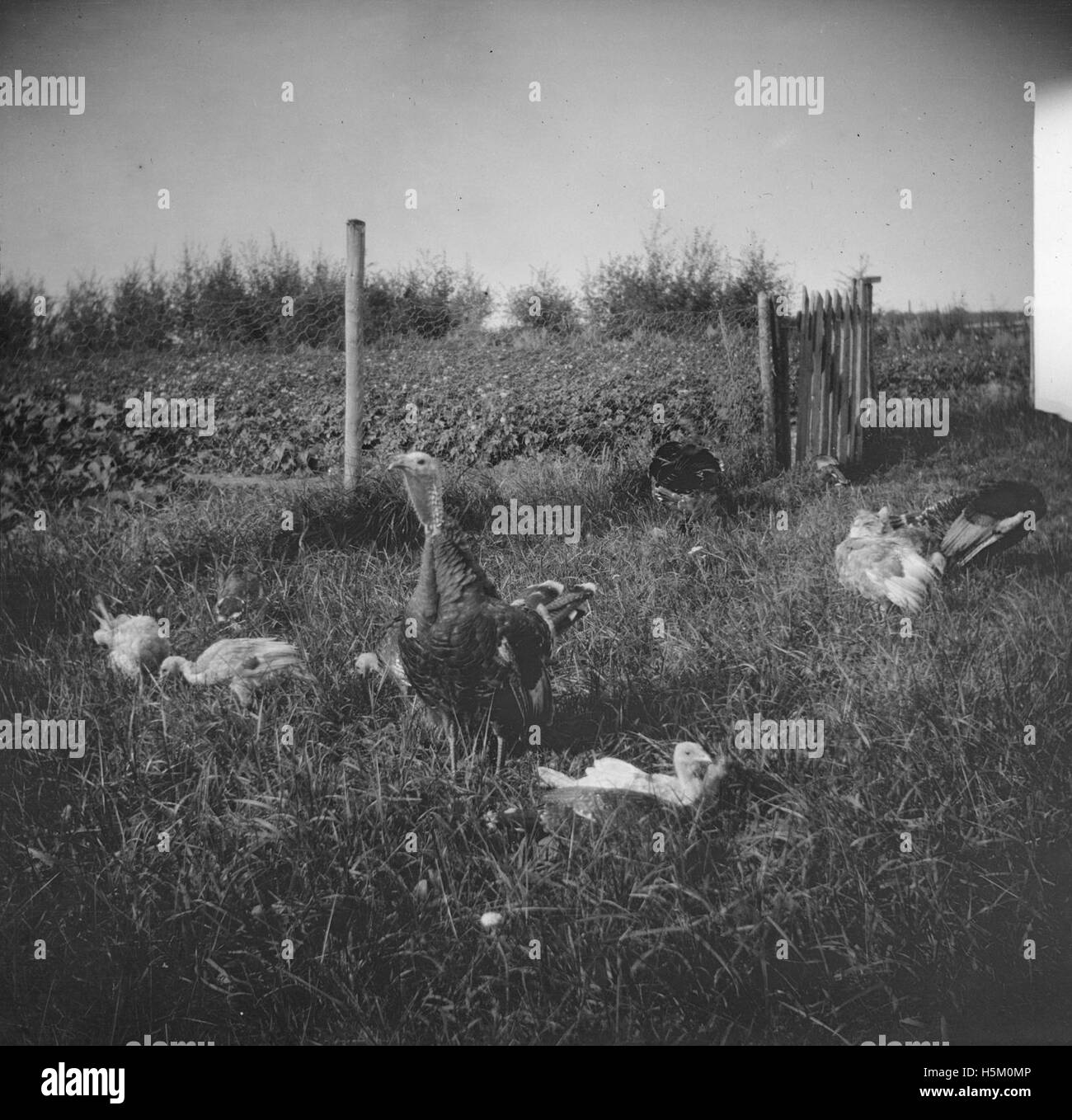 Brebner hi-res stock photography and images - Alamy