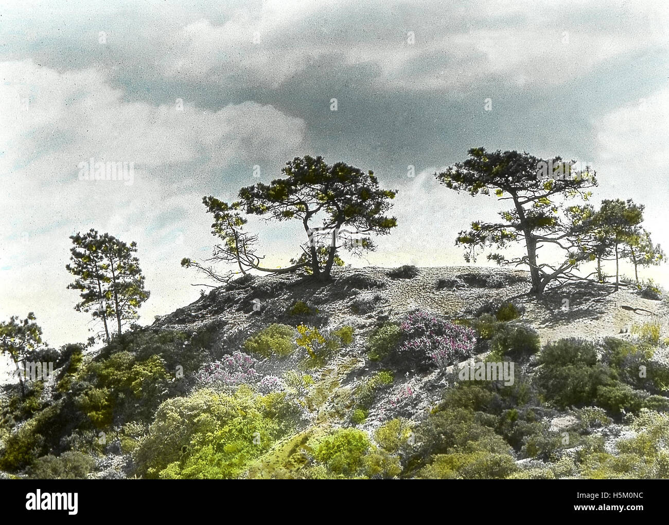 Pinus torreyana hi-res stock photography and images - Alamy