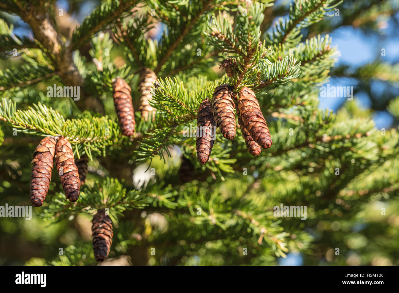 Pine cones in a pine tree in Newfoundland Canada Stock Photo - Alamy