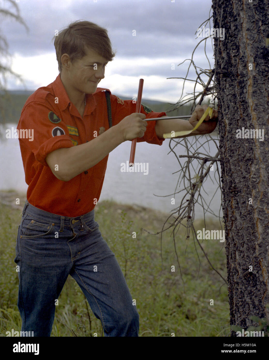 A Junior Forest Warden inspects a tree near Blue Lake in Alberta ...