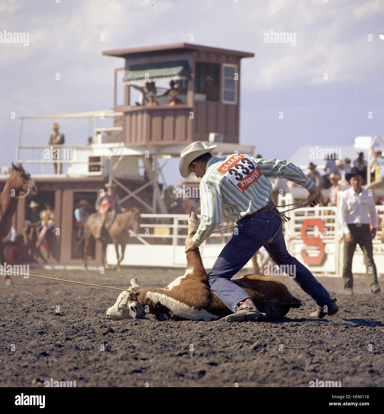 Cattle roping at the Calgary Stampede in Alberta, Canada, captures a ...