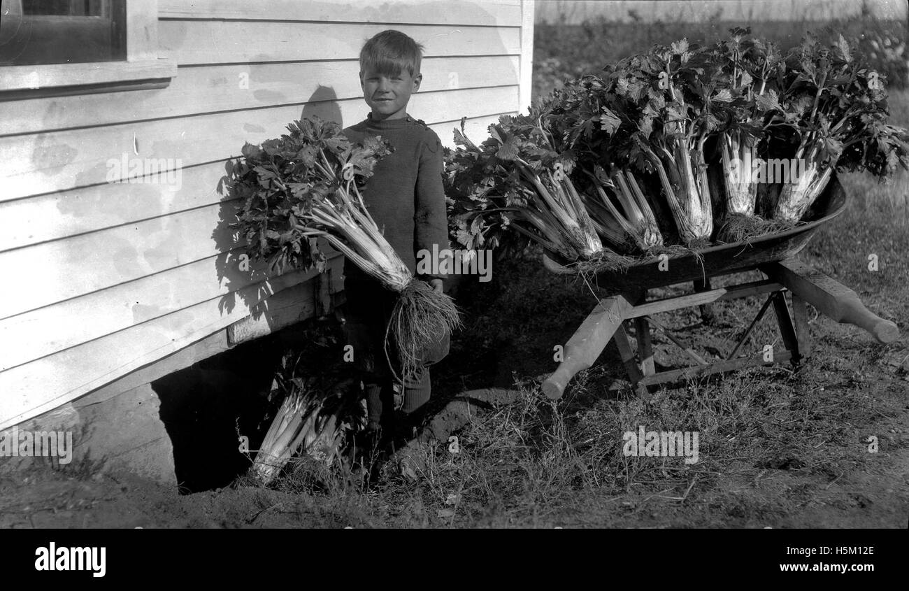 Bill McCalla is pictured storing celery at his farm in Alberta, Canada ...