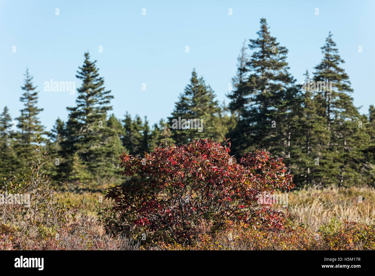 Green pine trees in Newfoundland Canada with a blue sky and red bush ...